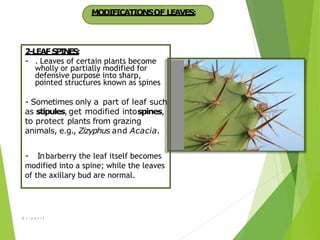 INTRODUCTION OF LEAVES AND MODIFICATIONS OF LEAVES | PPTX