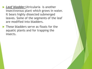 INTRODUCTION OF LEAVES AND MODIFICATIONS OF LEAVES | PPT