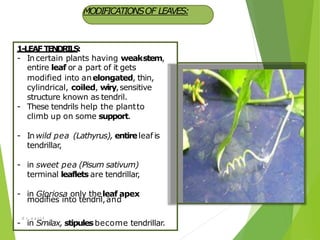 Modified Leaves