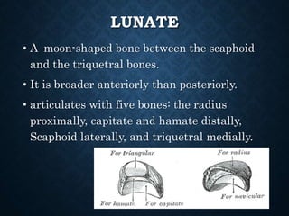 medicolegal aspects of anatomy of lower limb bones | PPTX