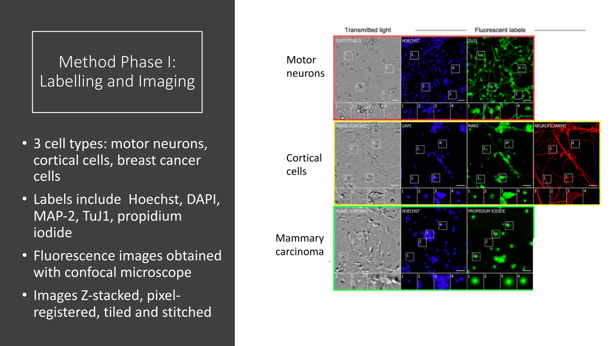 In Silico Labelling: Predicting Fluorescent Labels in Unlabelled Images ...