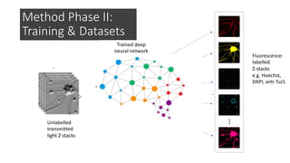 In Silico Labelling: Predicting Fluorescent Labels in Unlabelled Images ...