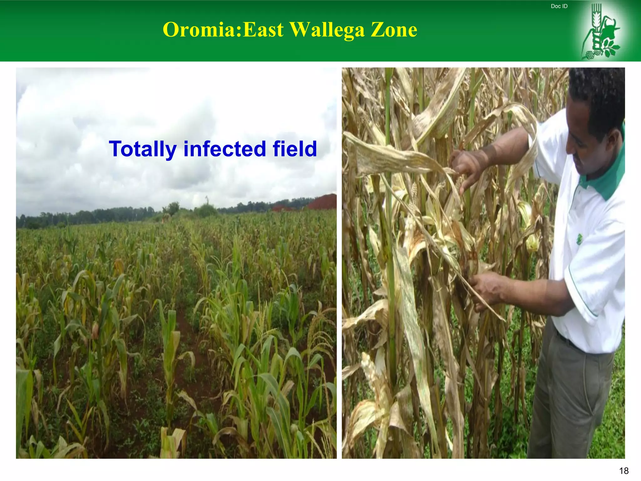 Incidence and Impacts of Maize Lethal Necrosis Disease in Ethiopia | PDF