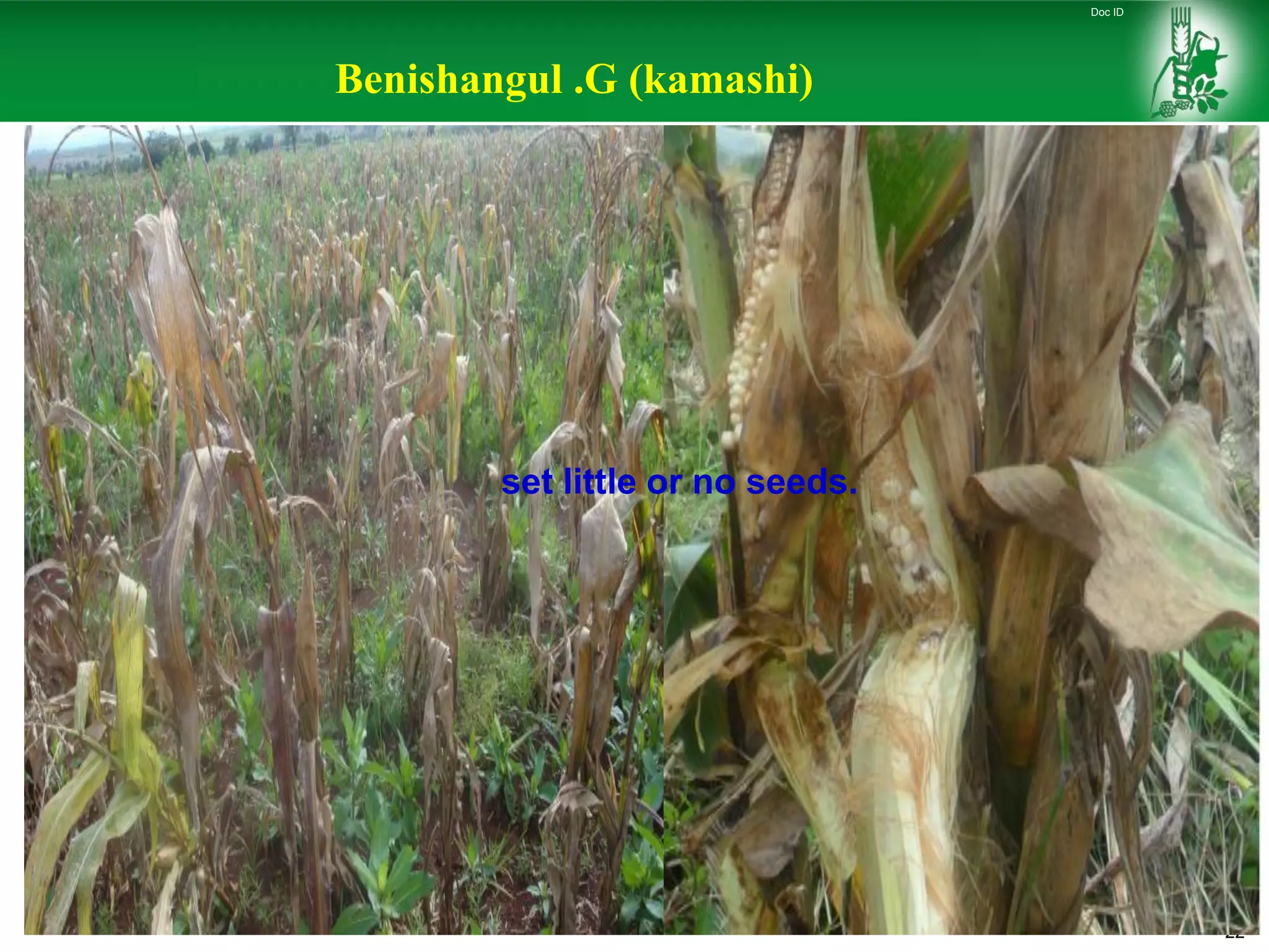 Incidence and Impacts of Maize Lethal Necrosis Disease in Ethiopia | PDF