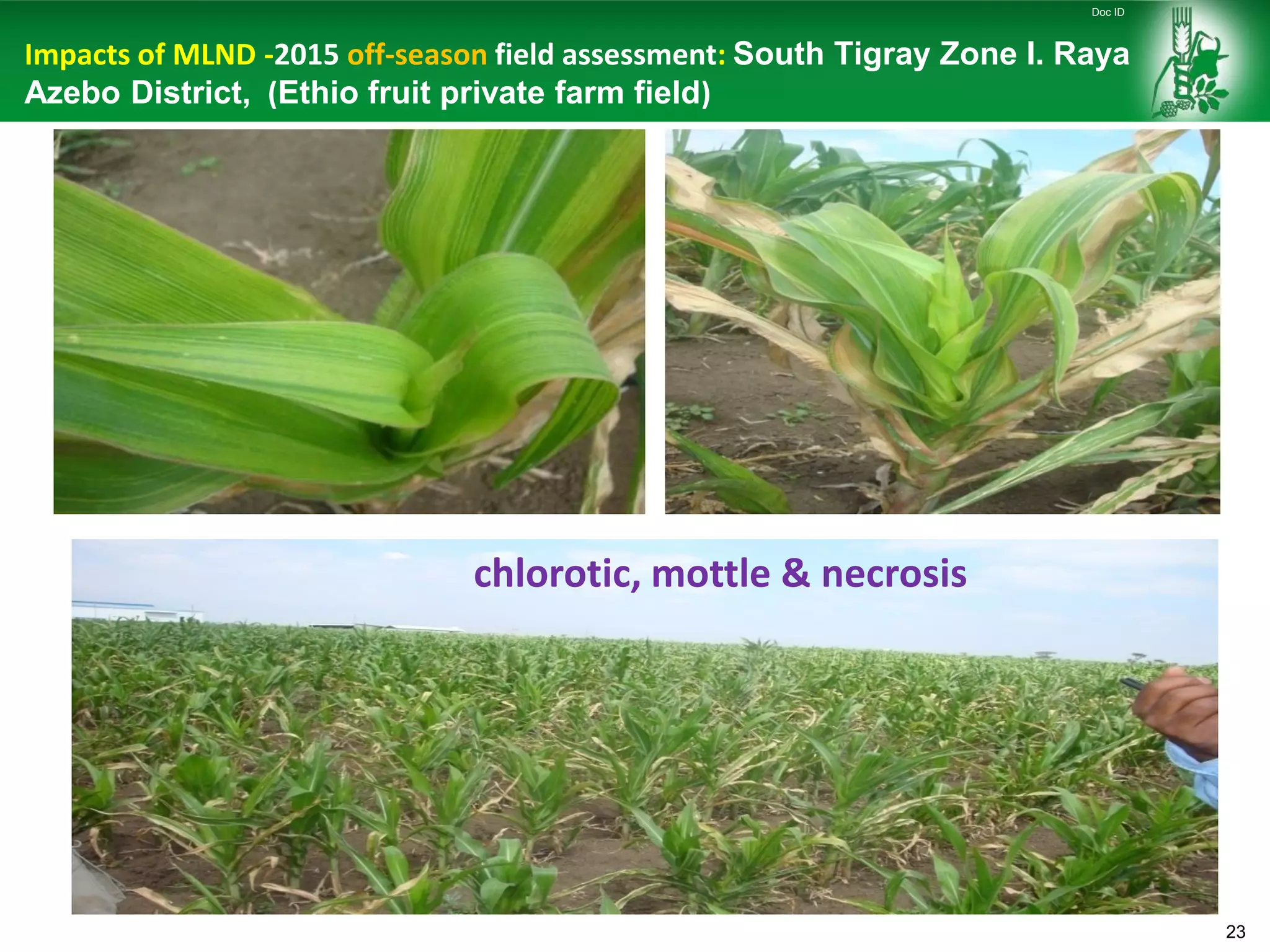 Incidence and Impacts of Maize Lethal Necrosis Disease in Ethiopia | PDF