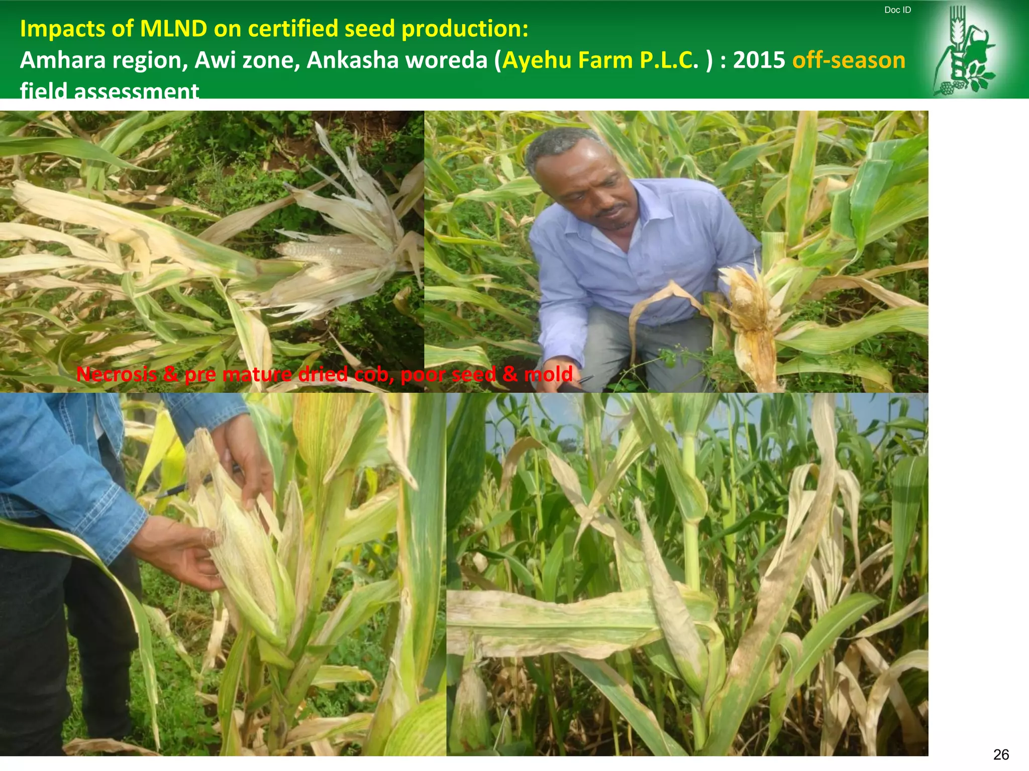Incidence and Impacts of Maize Lethal Necrosis Disease in Ethiopia | PDF