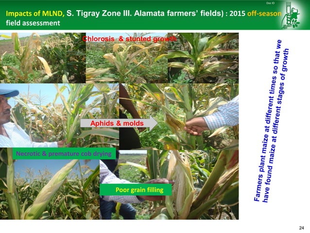 Incidence and Impacts of Maize Lethal Necrosis Disease in Ethiopia | PDF