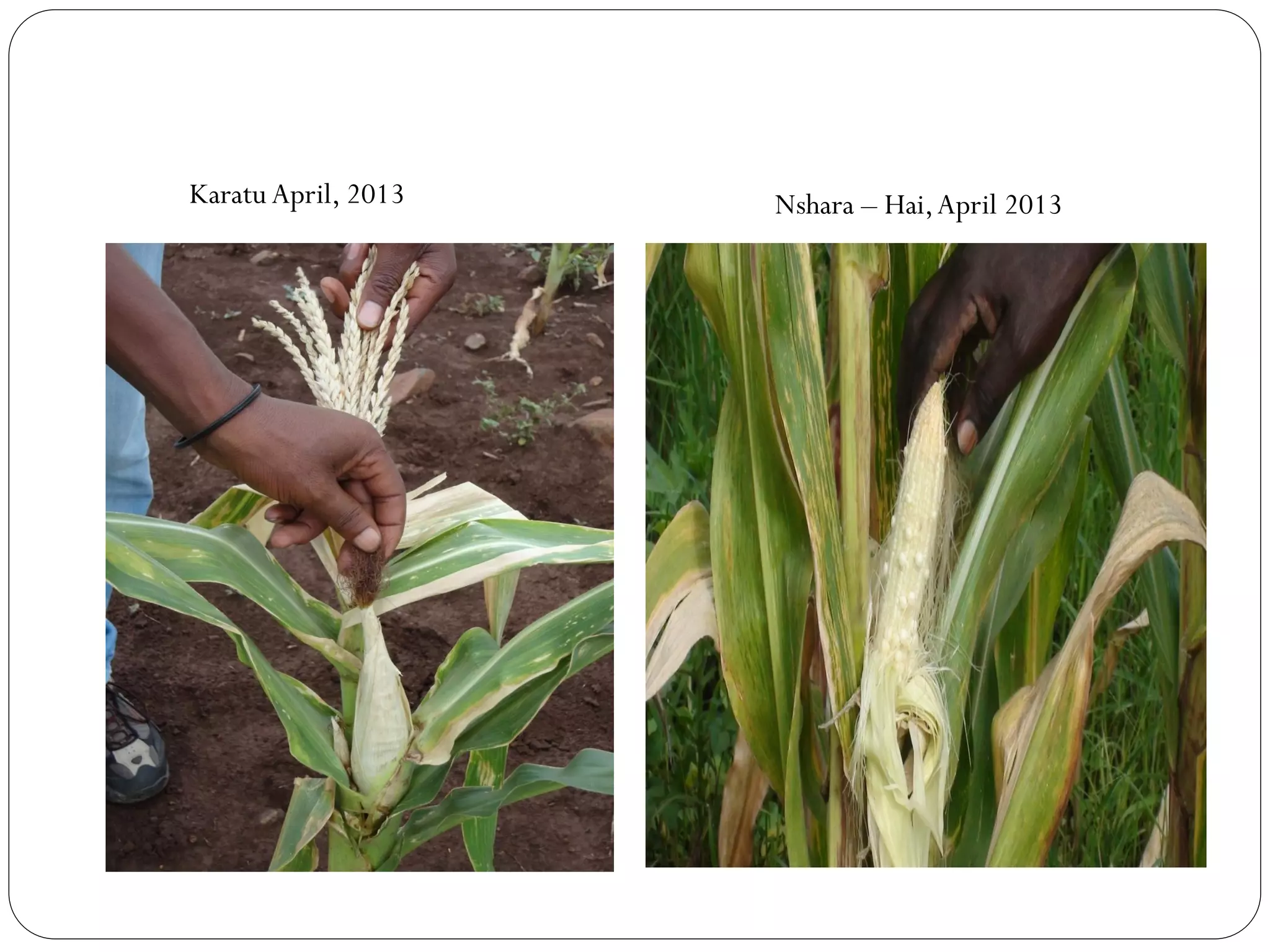 Incidence and Impact of Maize Lethal Necrosis Disease in Tanzania | PDF