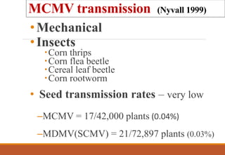Maize Lethal Necrosis Disease (MLND) in Kenya | PDF