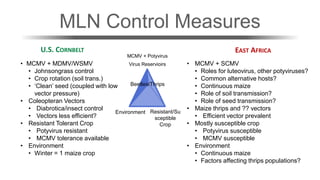 Maize Lethal Necrosis: Perspective from the U.S. Midwest | PPT
