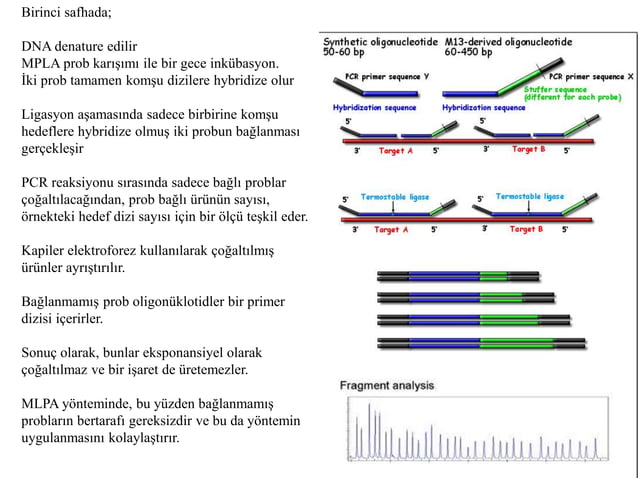 Mlpa (Multipleks PCR) | PPT