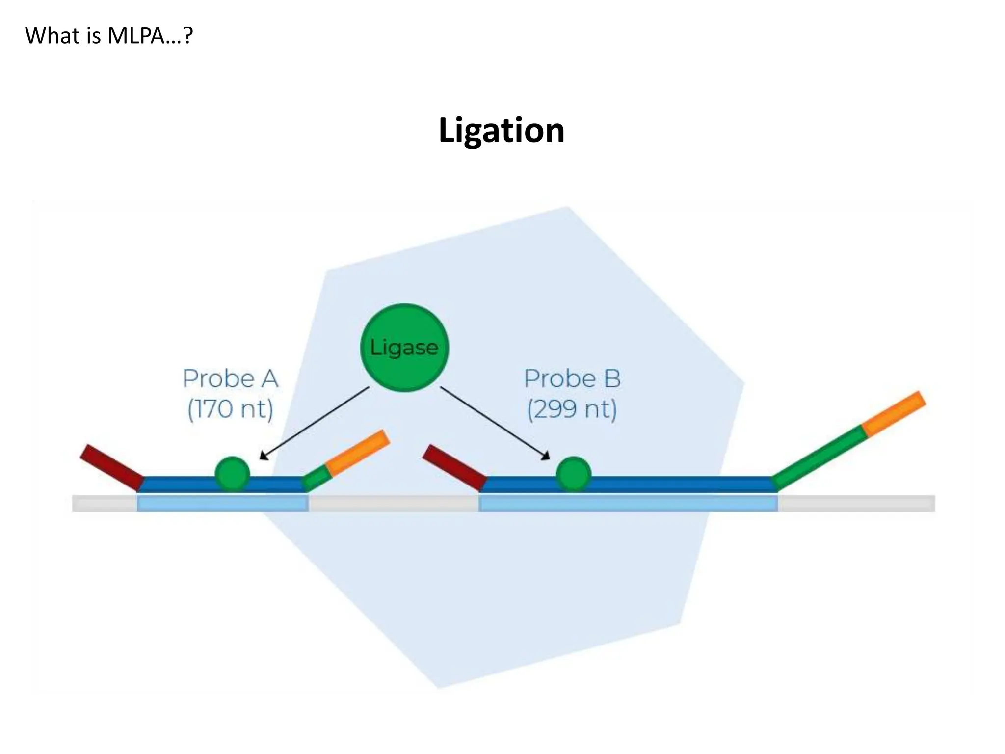 MLPA_Multiple Ligation - dependent probe amplification.pptx
