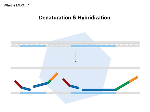 MLPA_Multiple Ligation - dependent probe amplification.pptx | Chemistry ...
