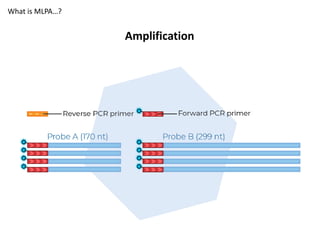MLPA_Multiple Ligation - dependent probe amplification.pptx