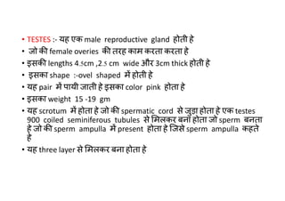 Male reproductive system SlideShare | PDF