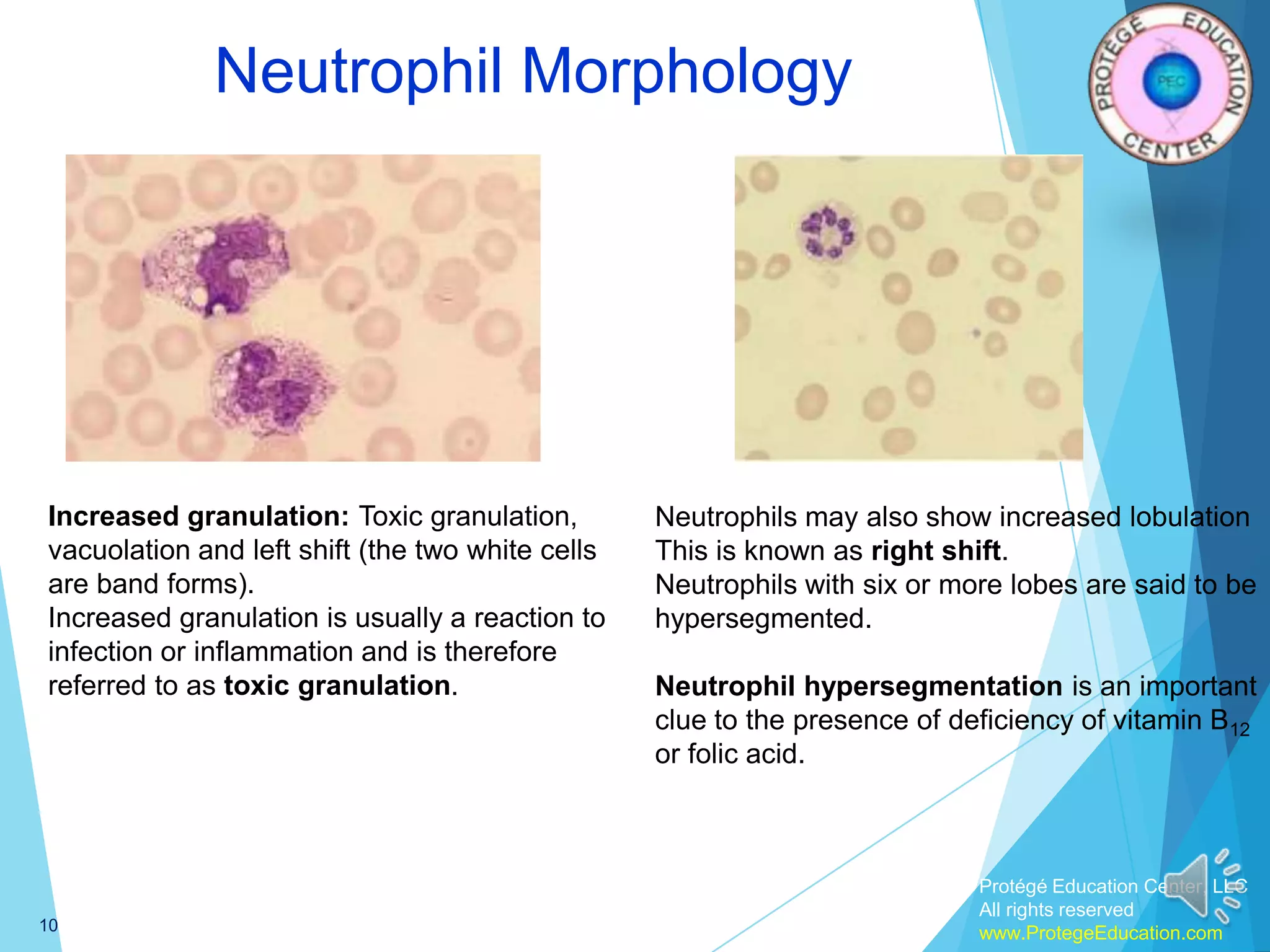 Hematology Part 2 - White blood cells | PPTX