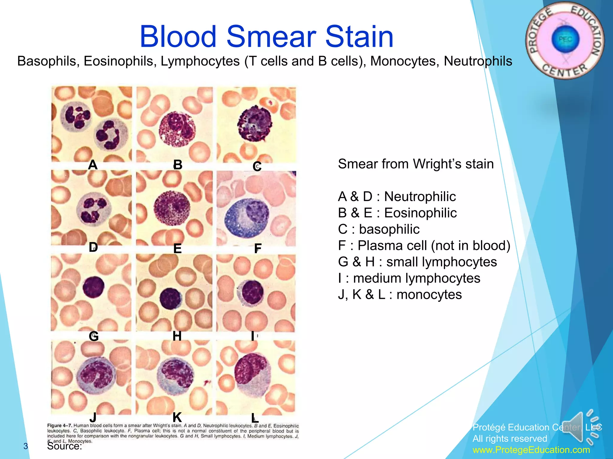 Hematology Part 2 - White blood cells | PPTX