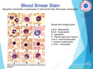 Hematology Part 2 - White blood cells | PPTX