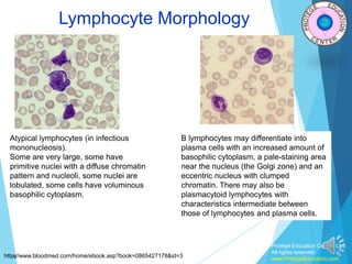 Hematology Part 2 - White blood cells | PPT