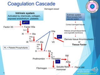 Hematology: Blood coagulation | PPTX