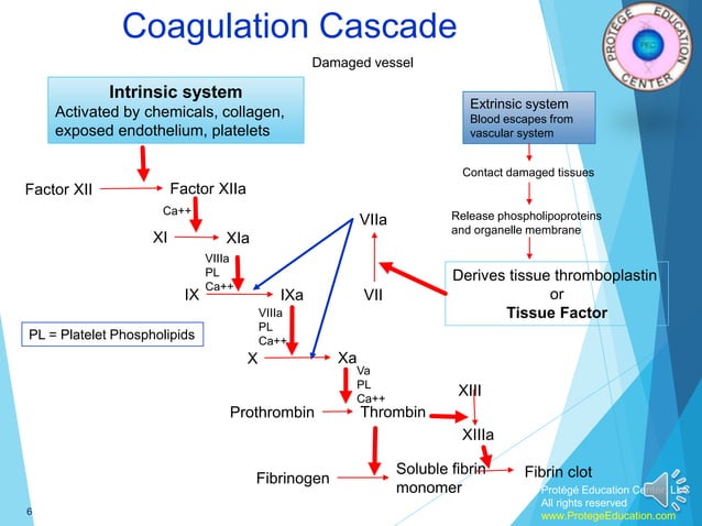 Hematology: Blood coagulation | PPT