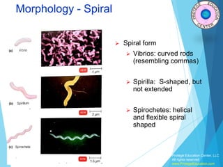 Medical Laboratory Scientist-microbiology summary | PPT