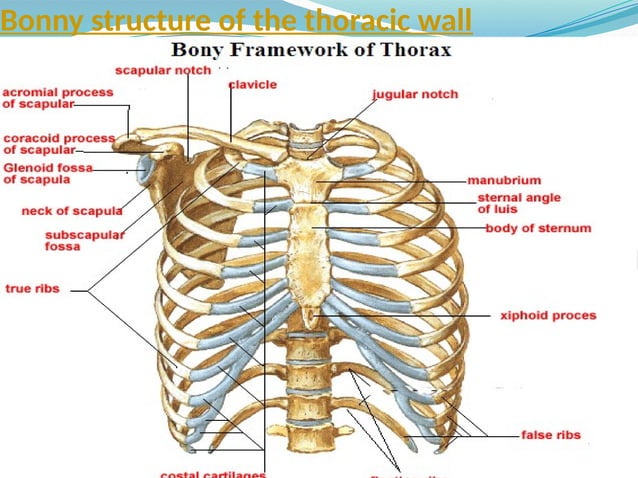 MLS ANATOMY OF THE THORAX.pptx edited by pantic miazga oguda | PPTX