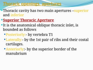 MLS ANATOMY OF THE THORAX.pptx edited by pantic miazga oguda | PPTX
