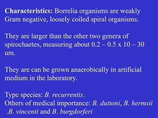 Borrelia, leptospira, spirochete, treatment | PPTX
