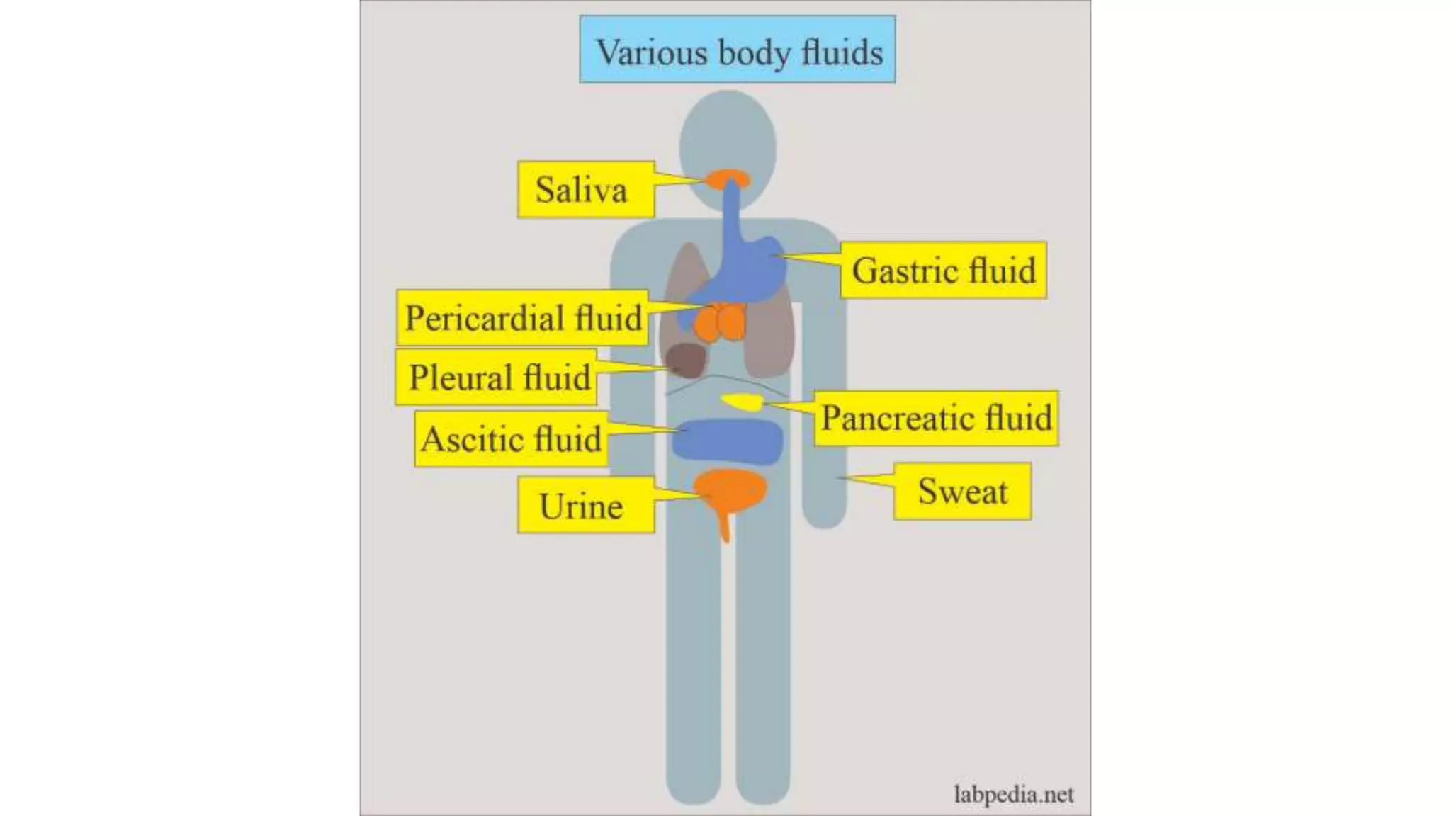 Examination of Body Fluids - Pathology - MLT, ATOT, RDT | PPTX