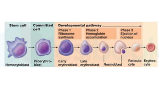 Normal Constituents of Blood - Pathology - MLT, ATOT, RDT | PPTX