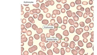 Normal Constituents of Blood - Pathology - MLT, ATOT, RDT | PPTX