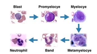Normal Constituents of Blood - Pathology - MLT, ATOT, RDT | PPTX