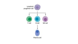 Normal Constituents of Blood - Pathology - MLT, ATOT, RDT | PPTX