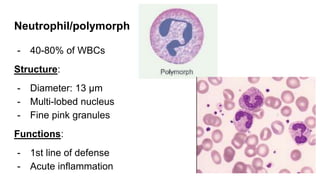 Normal Constituents of Blood - Pathology - MLT, ATOT, RDT | PPTX