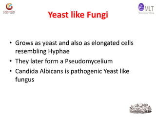 Basic Mycology | PPTX