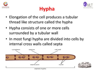 Basic Mycology | PPTX