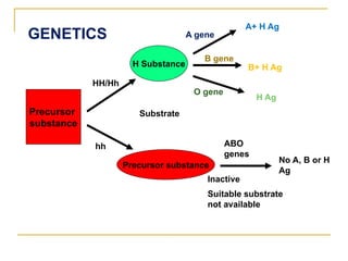 mlt-Blood Groups.pptx blood grouping ppt | PPT