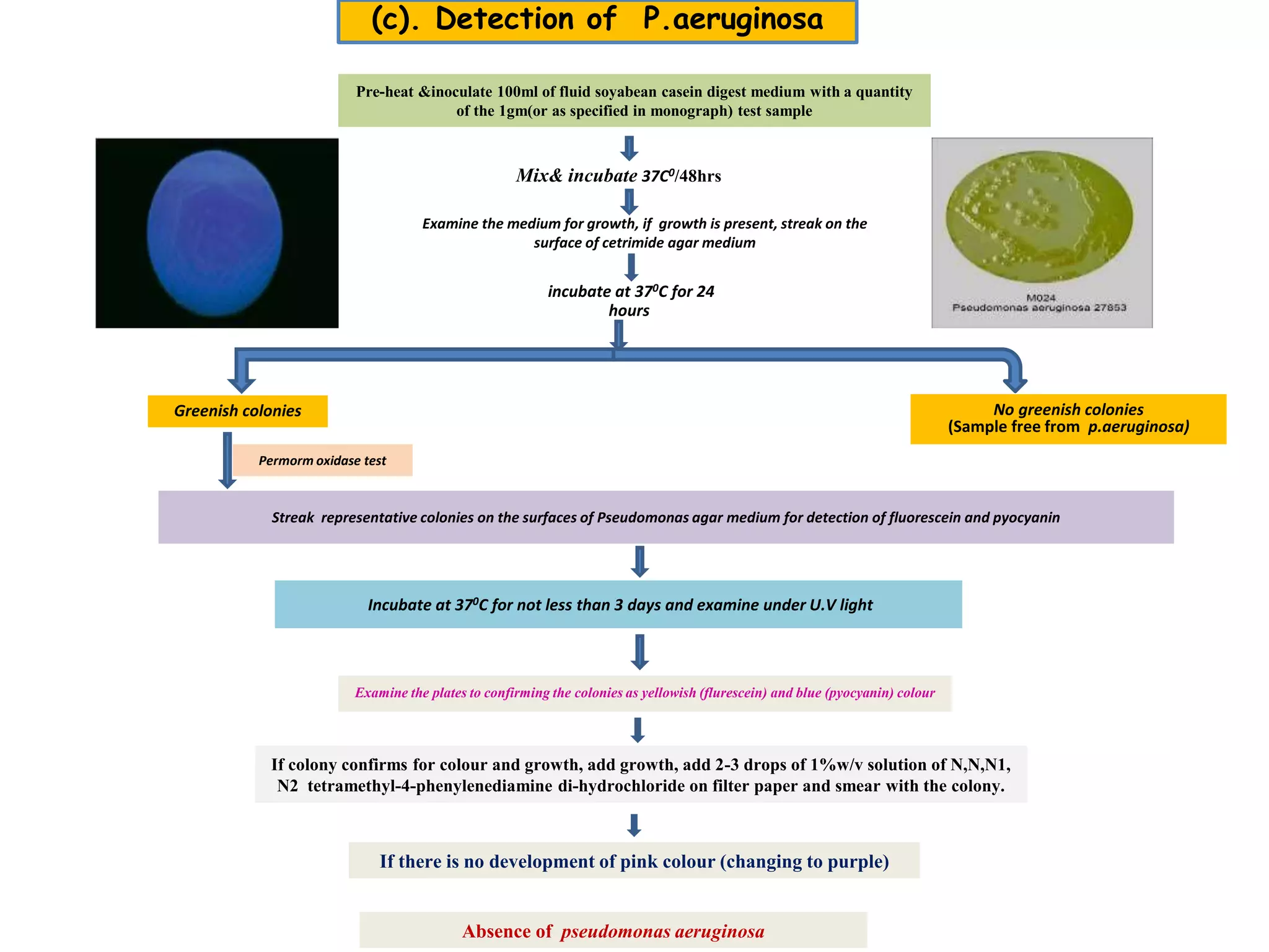 Microbial limit tests I.P by Dr.P.srinivas | PPTX