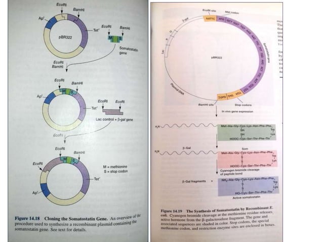 Microbial limit tests I.P by Dr.P.srinivas | PPTX | Infectious Diseases ...