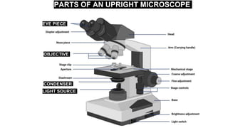 Invertoscope or Inverted microscope - Pathology - MLT | PPTX