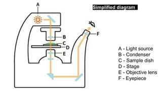 Invertoscope or Inverted microscope - Pathology - MLT | PPTX