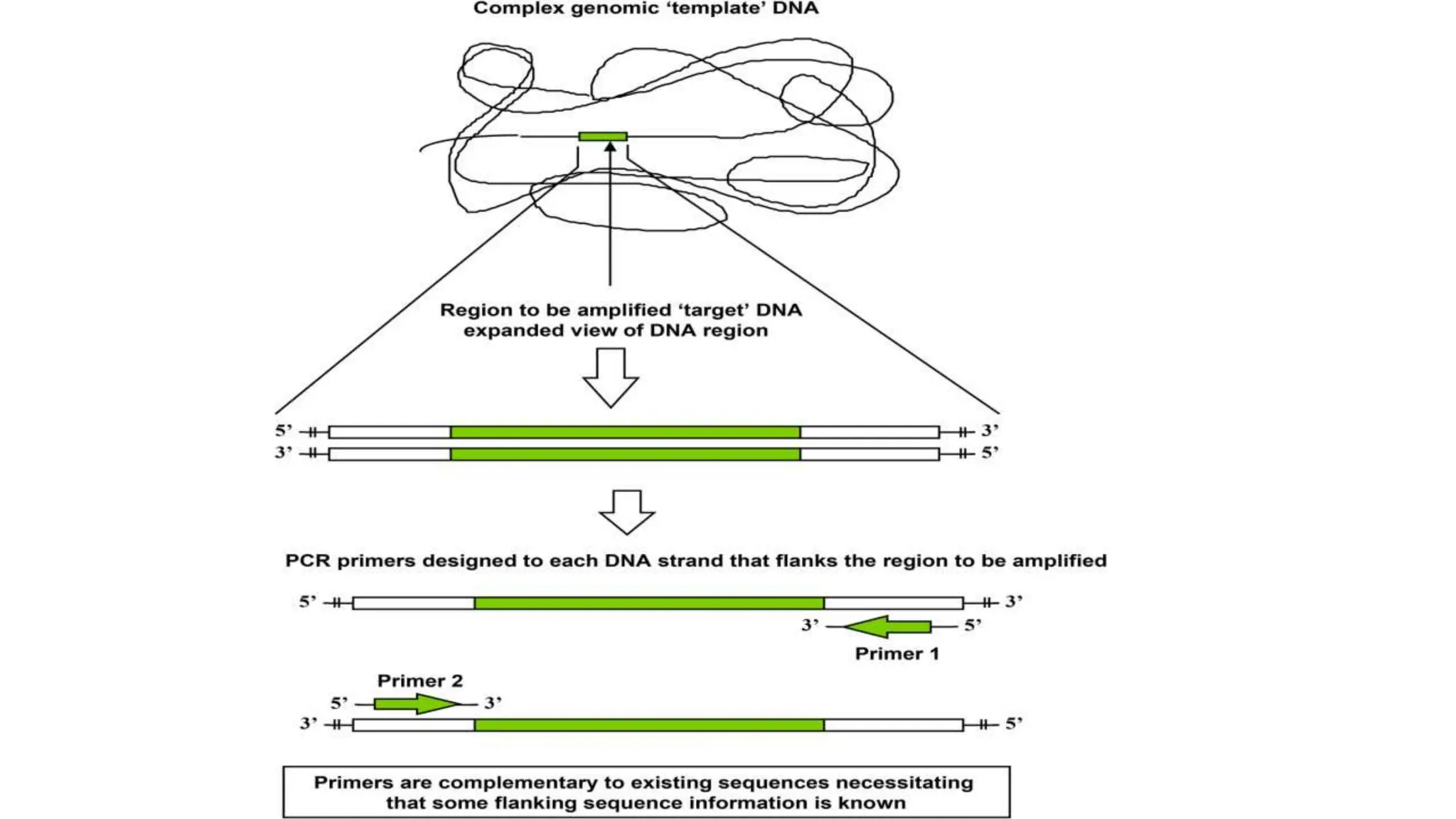 PCR (polymerase chain reaction) lecture. | PPTX
