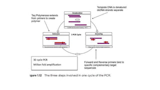 PCR (polymerase chain reaction) lecture. | PPT