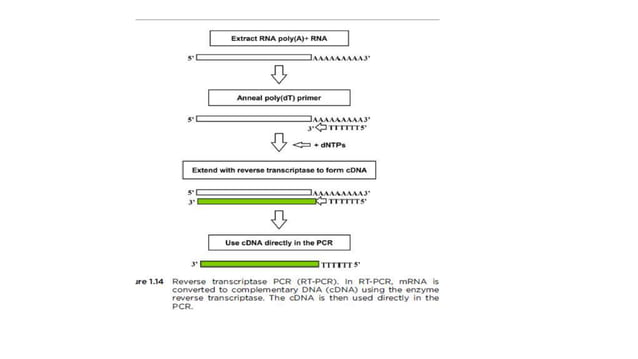 PCR (polymerase chain reaction) lecture. | PPT