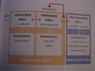 MäLu Liigid | PPT
