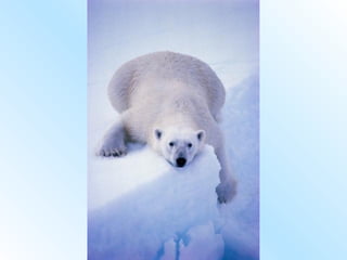 Big Bear | PPS
