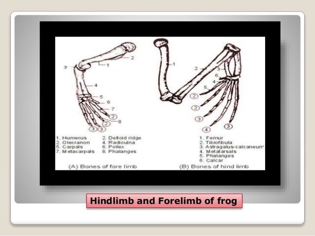 Skeletal System of frog