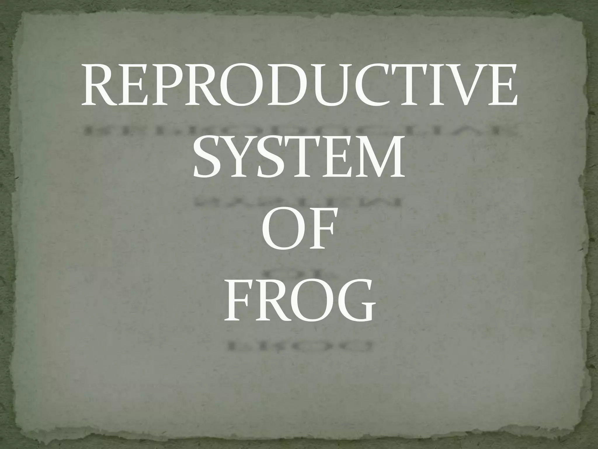 Reproductive system of frog | PPTX