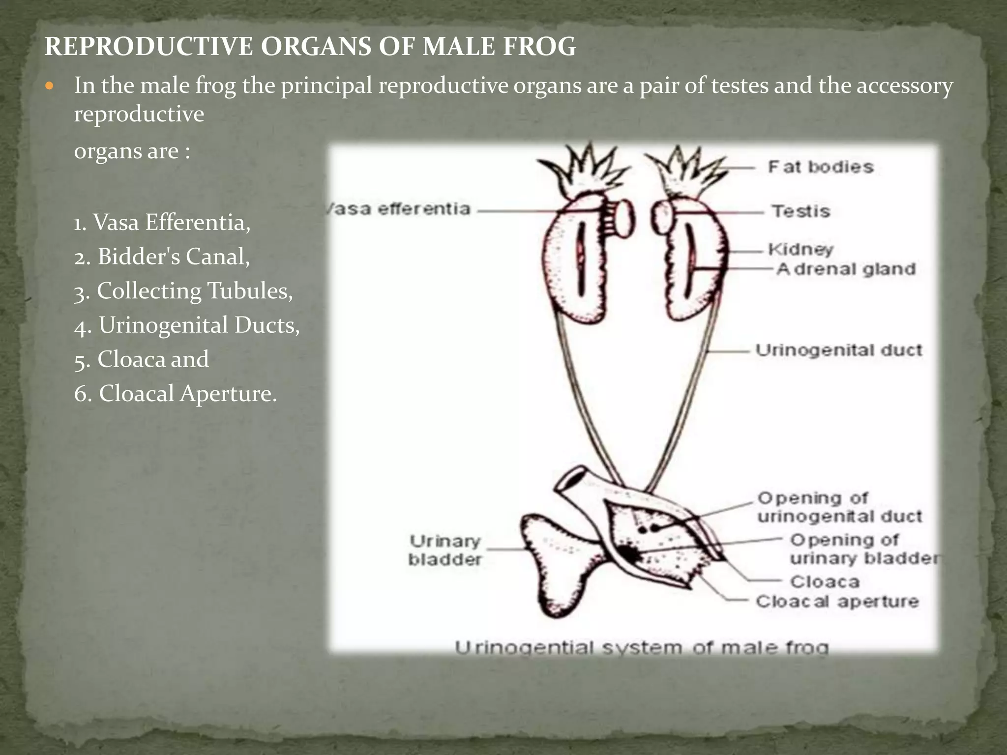 Reproductive system of frog | PPTX